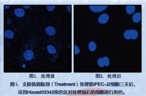 MycoplasmaOUT支原体预防剂