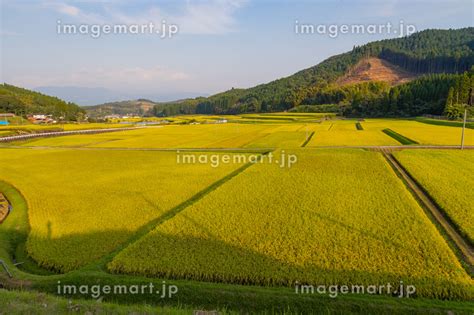鹿児島県姶良郡湧水町の田園風景 収穫前の稲穂と青い空の写真素材 233386159 イメージマート