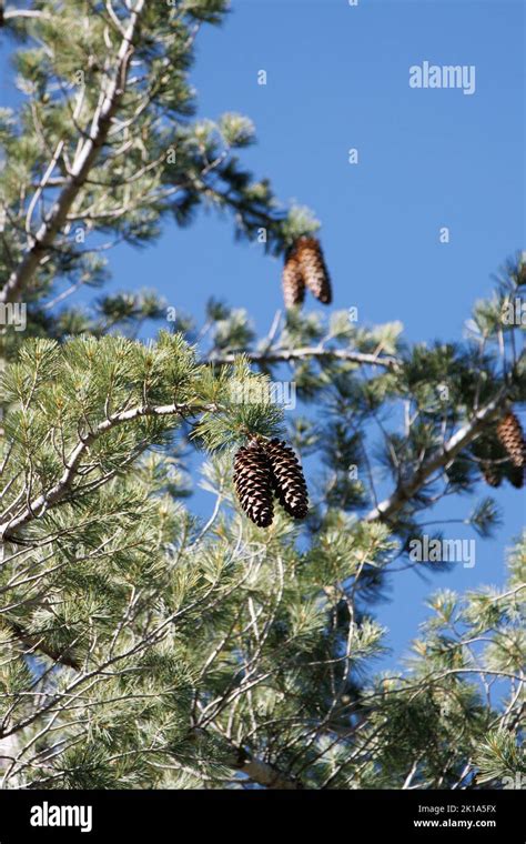 Brown Mature Symmetric Clustered Pendent Megastrobilus Ovulate Cones Of