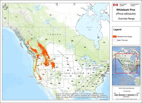Whitebark Pine Pinus Albicaulis Proposed Recovery Strategy 2017