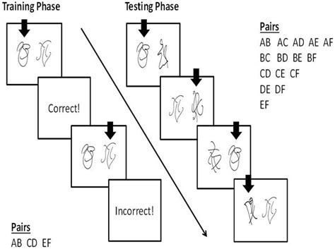 Probabilistic Selection Task The Vertical Arrows Represent Probabilistic Selection Task The Vertical Arrows Represent