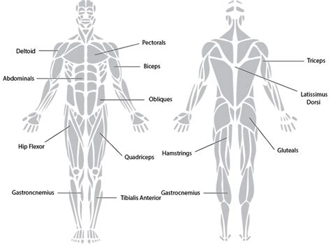 Unit 4 Musculo Skeletal System