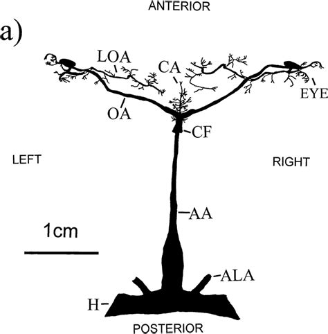 A Line Drawing Of The Anterior Aorta Complex Aa Of Callinectes