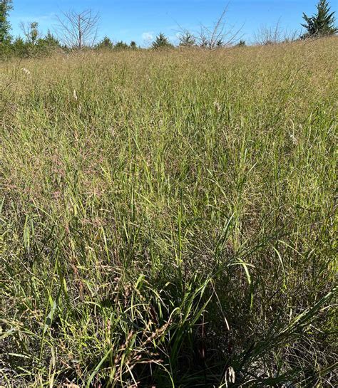 Switchgrass Tnt Seed Company