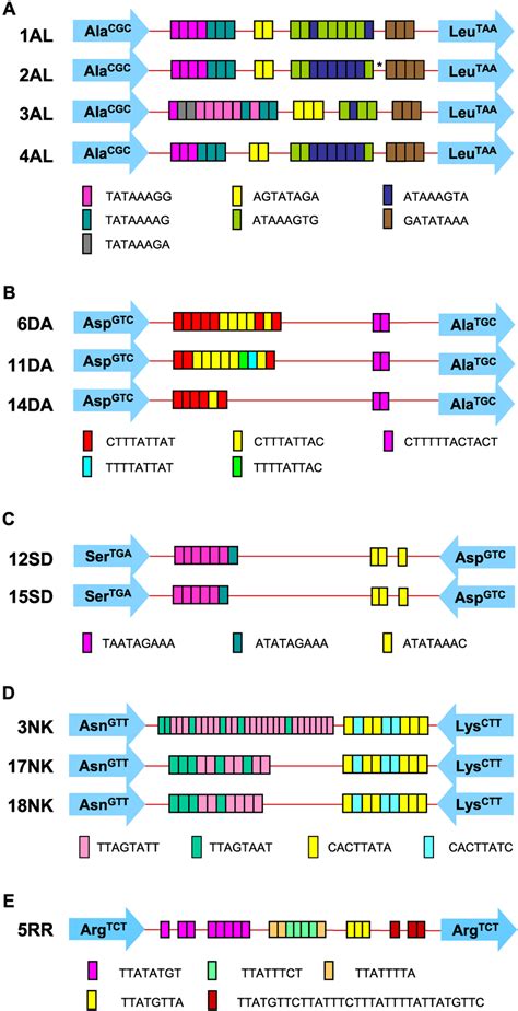 Sequence Types Of Pcr Products From Paired Samples Schematic