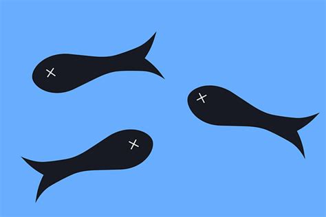 40 Free Fishing River And Fish Vectors Pixabay