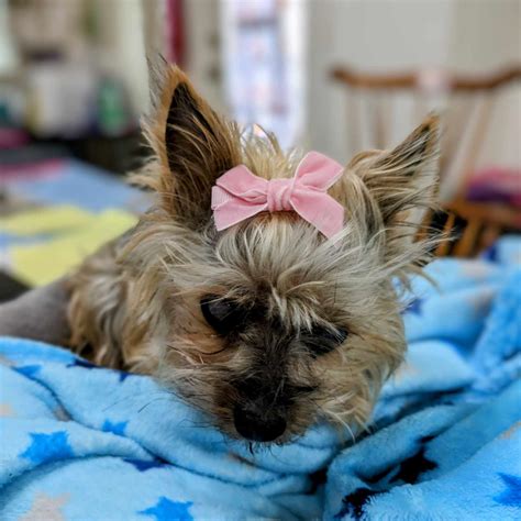 Adopt Cassie Today Pets Thecountyoffice