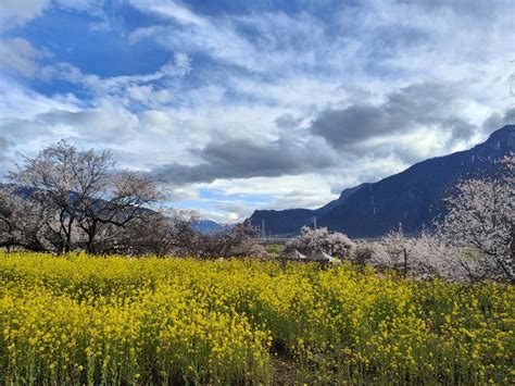 林芝桃花季：这个春天，去西藏看桃花 知乎