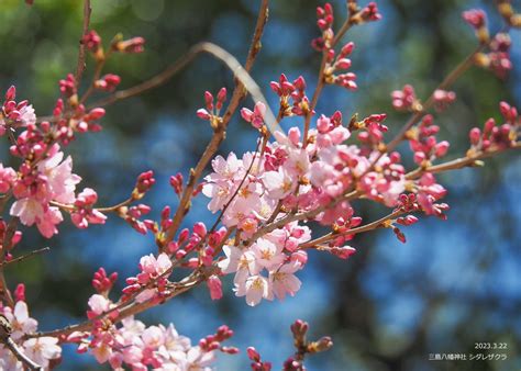 いわき市総合観光案内所 On Twitter いわき市桜情報2023 三島八幡神社 シダレザクラ🌸開花（3月22日現在） 樹齢300年の