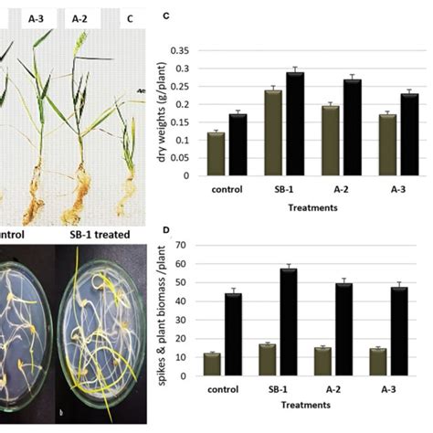 Effect Of Bacillus Spp Inoculation On Shoots And Roots Growth A Download Scientific
