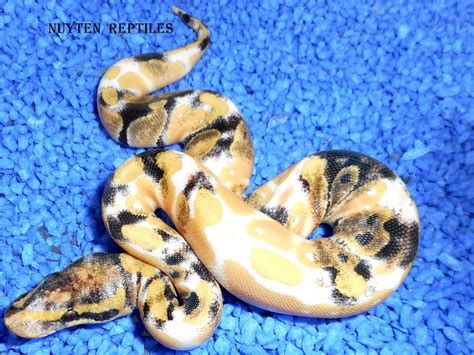 Morph List World Of Ball Pythons