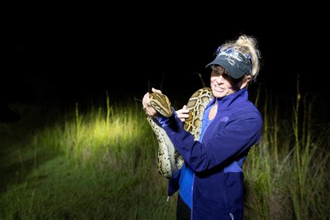Python Huntress Takes On Invasive Snakes In The Everglades The
