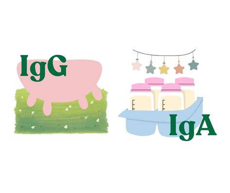 What Does Iga And Igg Do In Our Body Fine Foods Malaysia