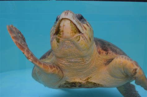 Guide To Sea Turtle Nest Relocation Loggerhead Marinelife Center