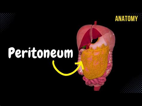 Peritoneum