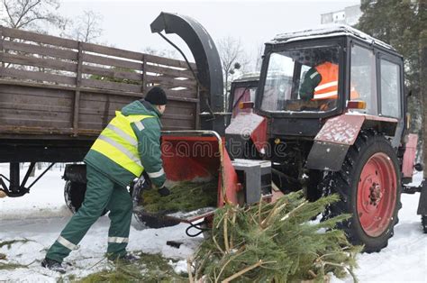 Worker Putting Branches Of Used Christmas Tree In The Receiver Of The