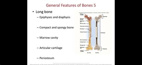 Bone CHP 7 Flashcards Quizlet