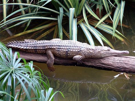 人食いワニの種類一覧と特徴世界最大はイリエワニロロン 世界の超危険生物データベース