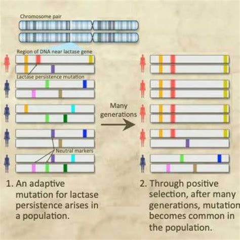 Lactase Persistence Evidence For Selection