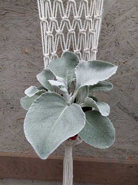 Ziedu Raksti Eņģeļlapu Krustaine Senecio Candidans Facebook