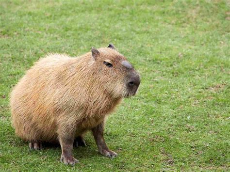 Aww Have You Heard Of The Viral Capybara Trend