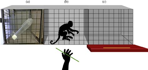Schematic Representation Of The Test Set Up A Capuchin Monkey Is Shown