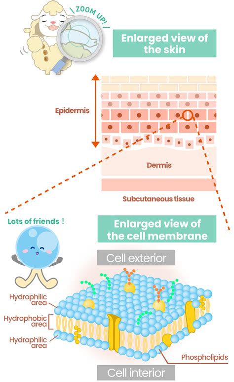 The Role Phospholipids Application In Our Body｜phospholipid Special Sites｜nippon Fine Chemical