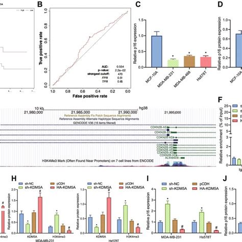 Kdm5a Regulation Of Histone H3k4me3 Demethylation Affects P16 Gene