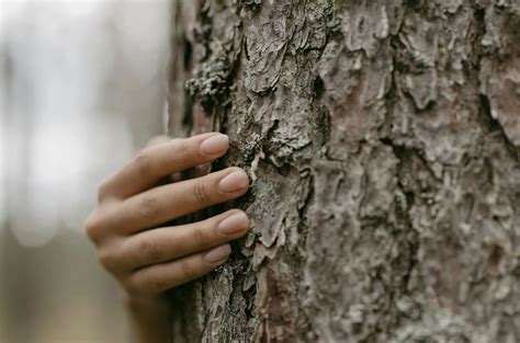 Los Beneficios De Utilizar Madera Como Material Sostenible Farreras Nadal
