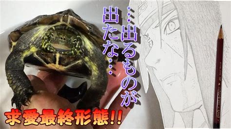 秘蔵映像亀の求愛 最終形態 クサガメベビーつくの成長記録84 発情期 行動 出るものが出たな Reeves turtle
