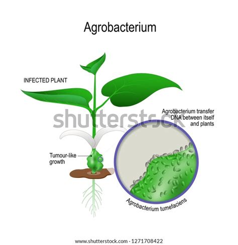 Infected Plant Closeup Agrobacterium Tumefaciens Agrobacterium Stock Vector Royalty Free