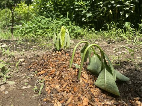 Milkweed Transplant Wilting Continued Update Rmilkweeds