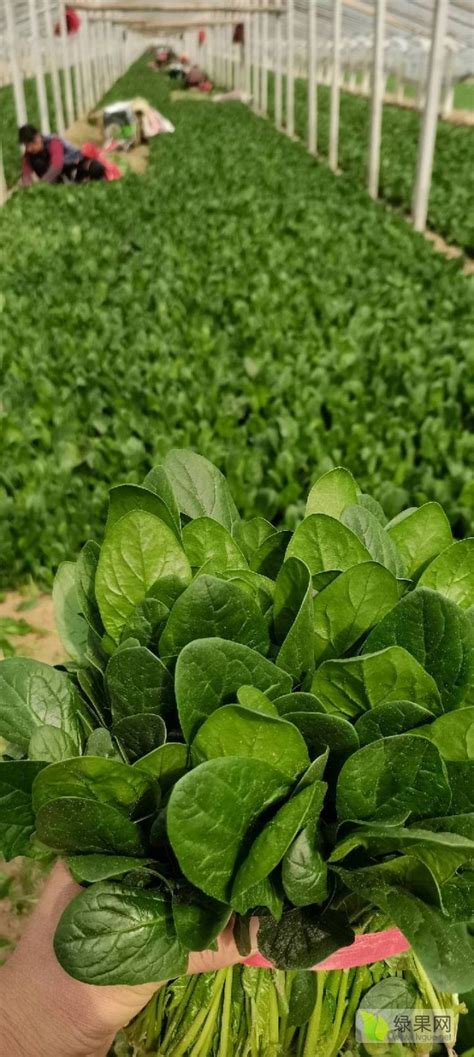 精品菠菜种植基地菠菜价格行情蔬菜商情网