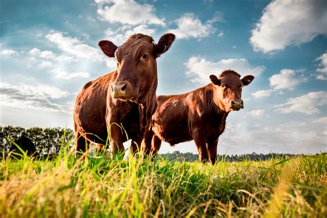 Vaccination Vital To Prevent Blackleg And Other Clostridial Diseases In Livestock Countryside