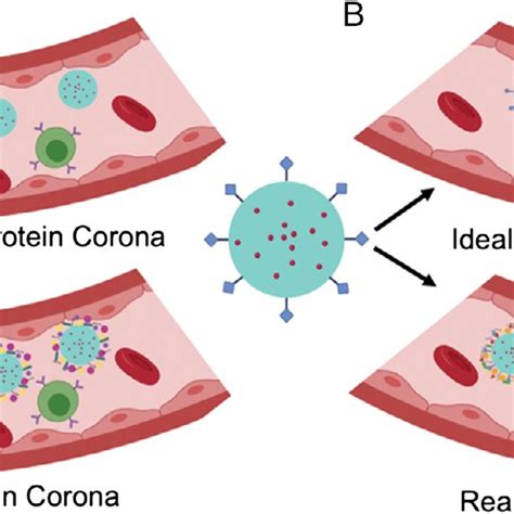 Schematic Of The Pathological Differentiation Of A Lymphoma B