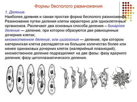 Формы размножения организмов Жизненный цикл организмов и характер
