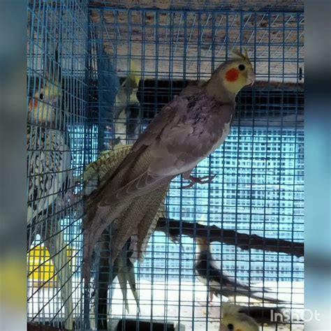 Cocktail Birds Youtube
