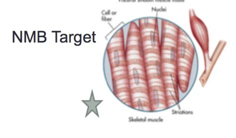 Module 6 Neuromuscular Blocking Agents Flashcards Quizlet