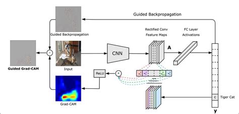 Mapping The Mysteries Of The Latent Space With Class Activation Maps