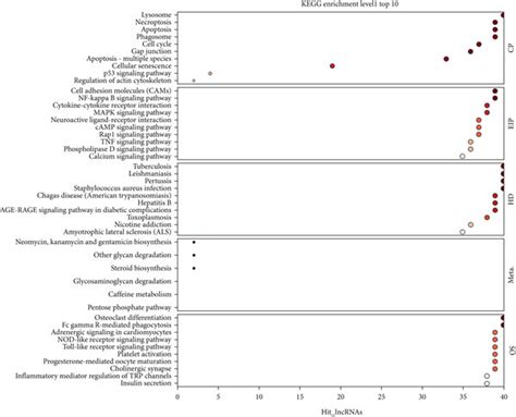 Lncrna Mrna Coexpression Network In Sci Of Rat Model Coexpression