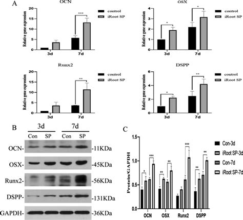 Effects Of IRoot SP On Osteogenic Differentiation In HSCAPs A Relative