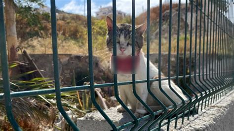 La Asociación Ceutí Chats Noirs Pide Ayuda Para El Gato Sam