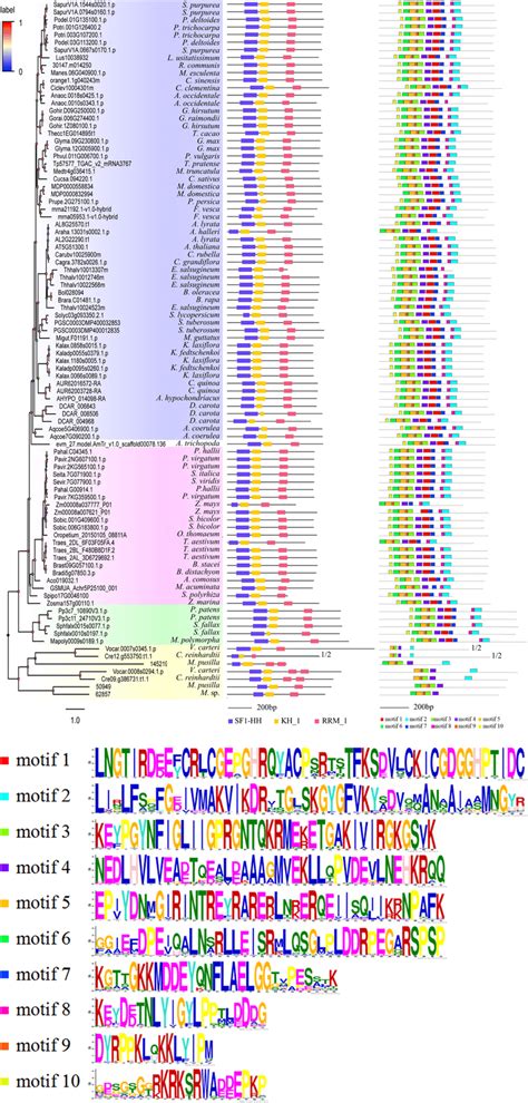 Comparisons Of Protein Domains And Conserved Motif Identification Among
