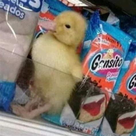 Top Memes De Supermercados En Español Memedroid