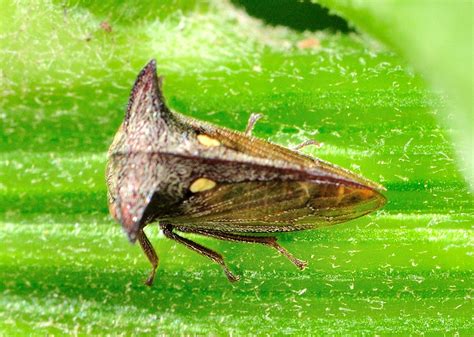 Brown Horned Treehopper Pogonella Minutus