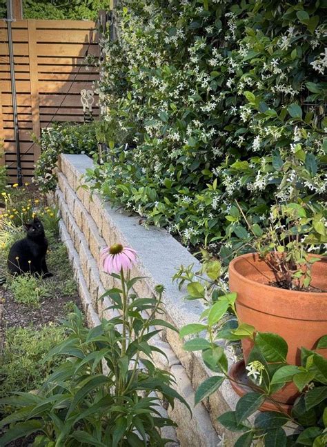 10 Steps To Successfully Grow Star Jasmine In Containers Plus Care