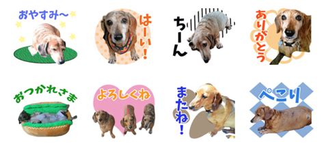 ことらファミリーのオリジナルLINEスタンプ制作 Hapi Sta ハピスタ LINEスタンプ制作作成代行サービス