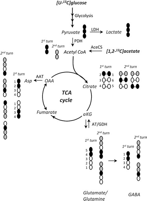 Cartoon Illustrating U ¹³c Glucose And 12 ¹³c Acetate Metabolism