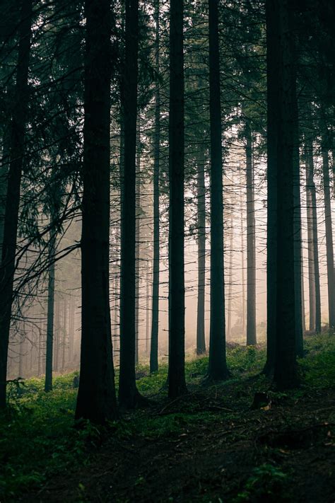 Las Drzewa Natura Darmowe zdjęcie na Pixabay Pixabay