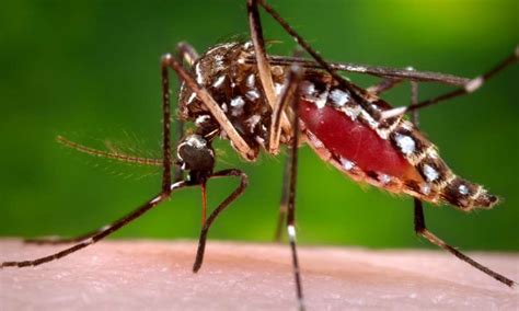 Dengue Infection Tally Exceeds 21000 In Nepal Enewspolar Enewspolar